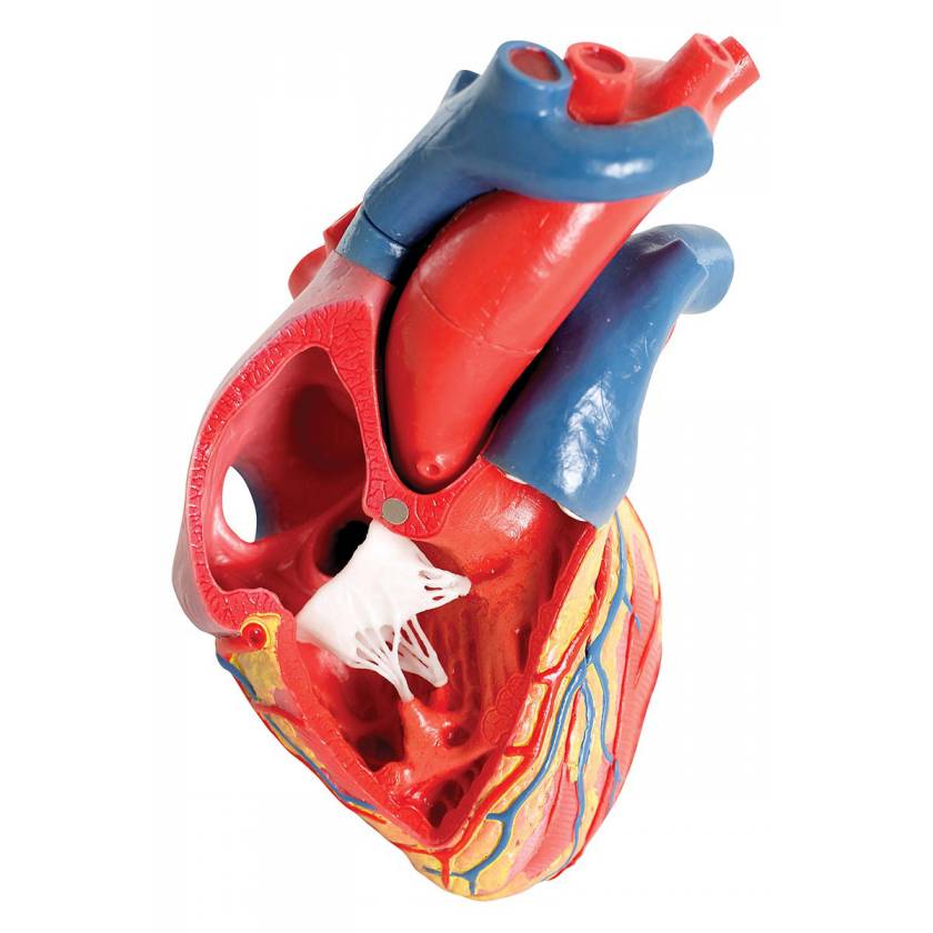 3B Scientific Heart Model Natural Size