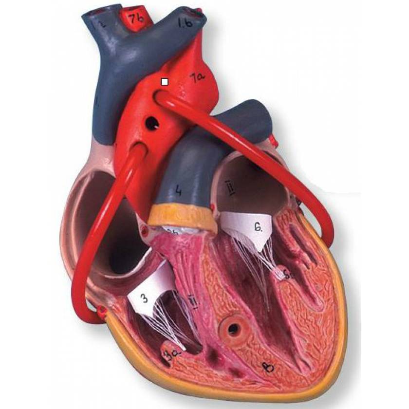 Heart Models