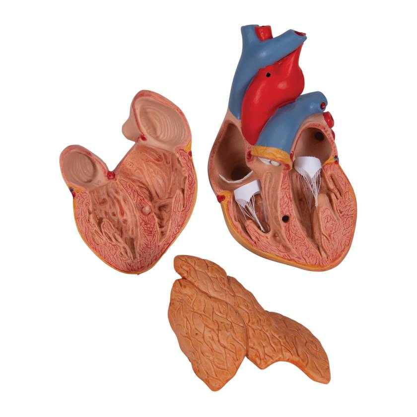 3B Scientific G08-1 Classic Heart Model with Thymus 3-Part