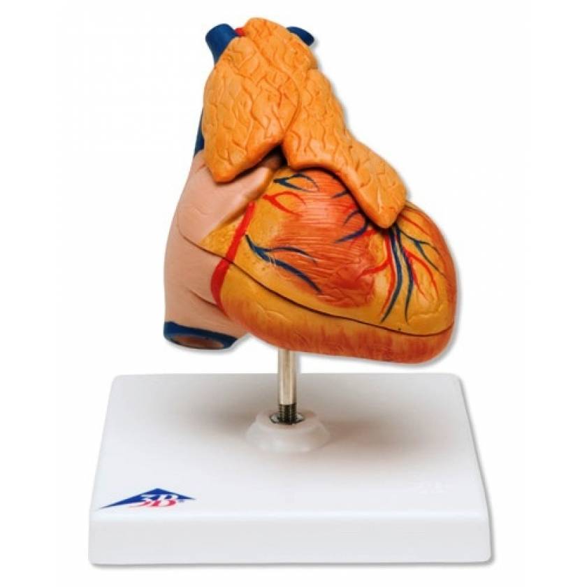 3B Scientific G08-1 Classic Heart Model with Thymus 3-Part