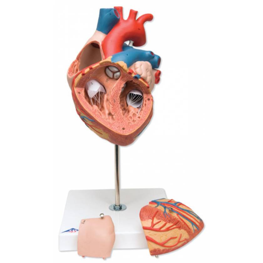 3B Scientific G12 Human Heart Model Two Times Life-Size 4 Part