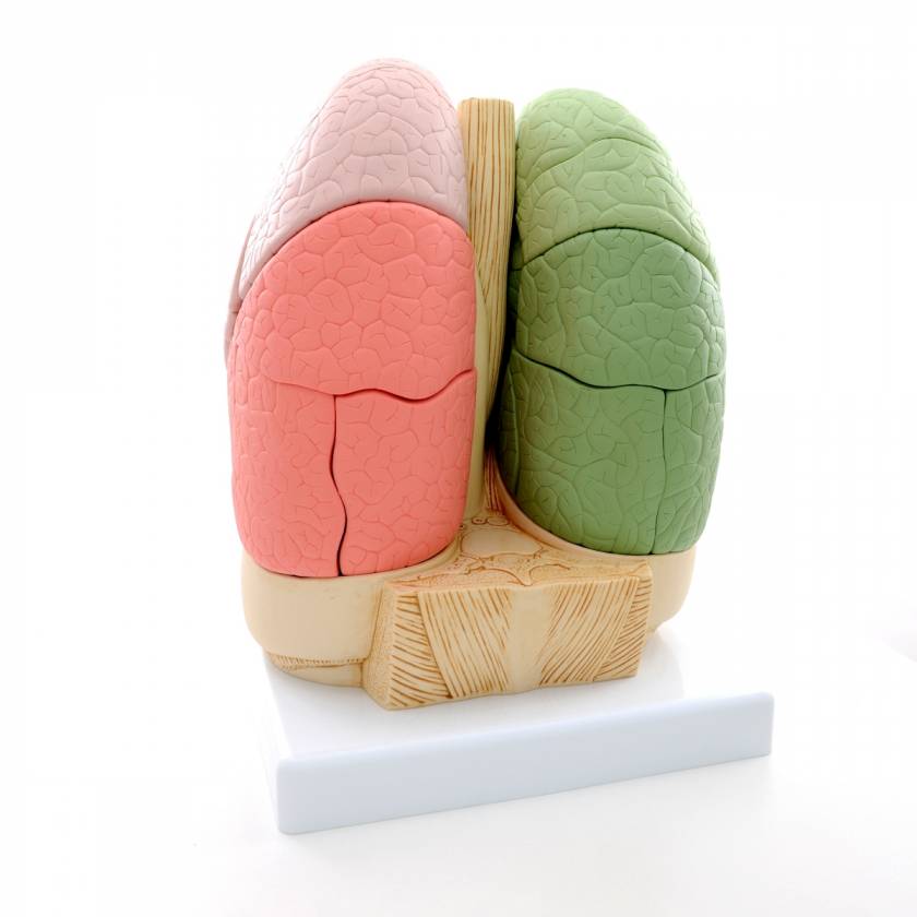 3B Scientific G70 Segmented Lung Model
