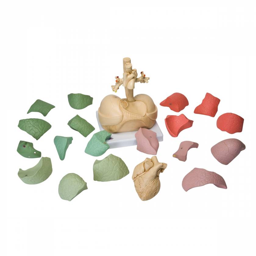 3B Scientific G70 Segmented Lung Model