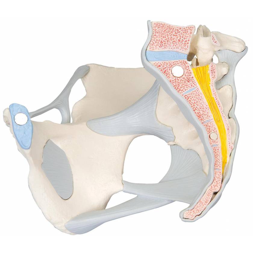 3B Scientific H20-2 Female Pelvis Model with Ligaments 3-Part