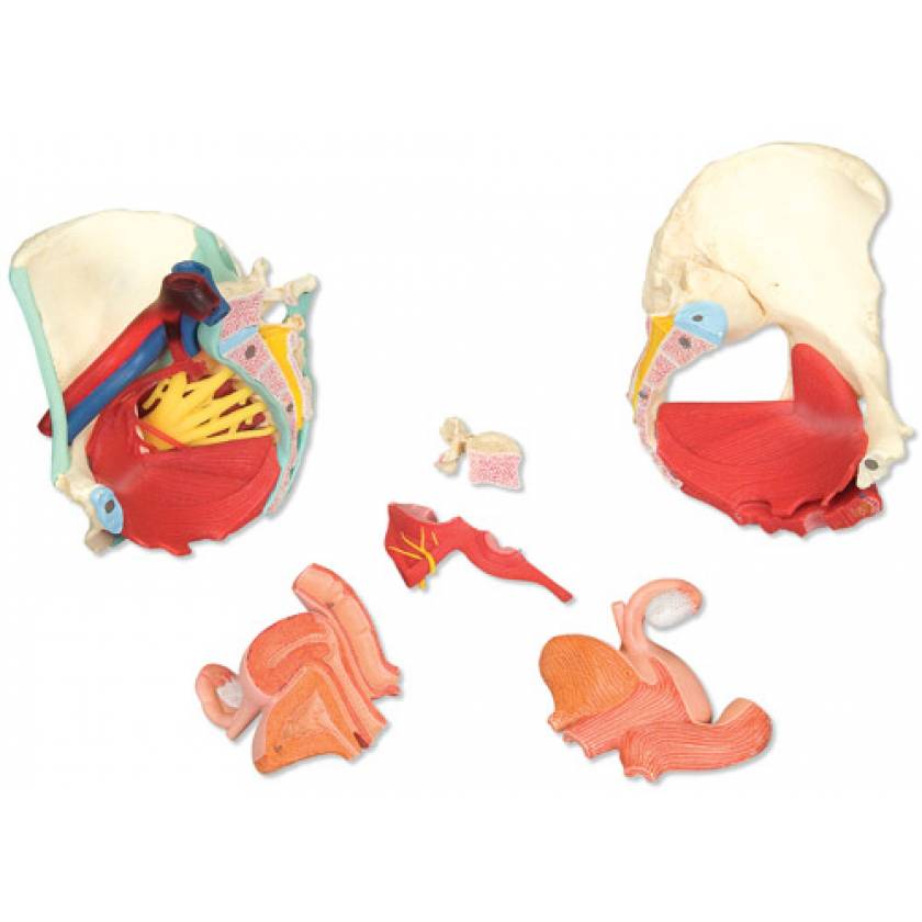 3B Scientific H20-4 Female Pelvis Model 6-Part