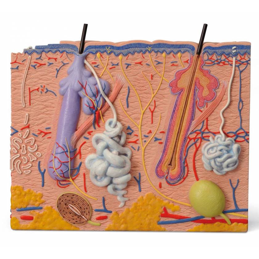 3B Scientific 3 Part Skin Model