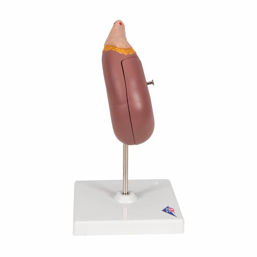 3B Smart Anatomy Kidney with Adrenal Gland Model K12