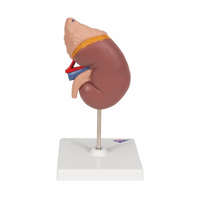 3B Smart Anatomy Kidney with Adrenal Gland Model K12