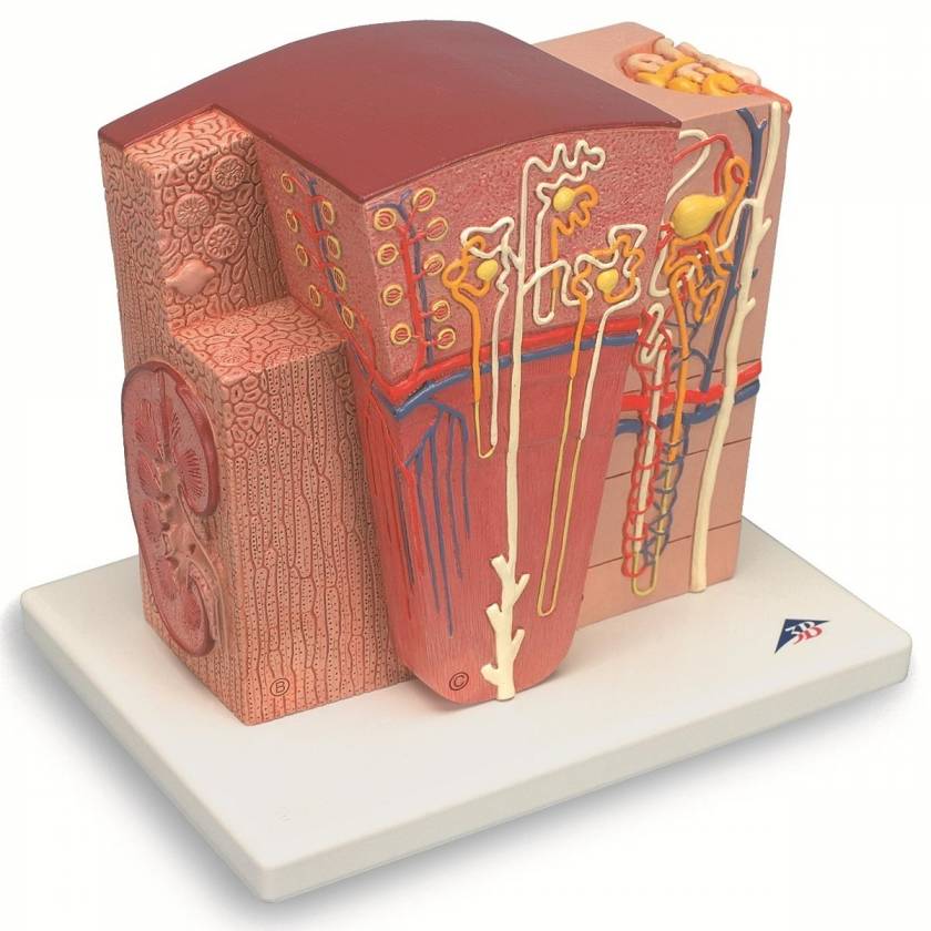 3B Scientific K13 MICROanatomy Kidney Model