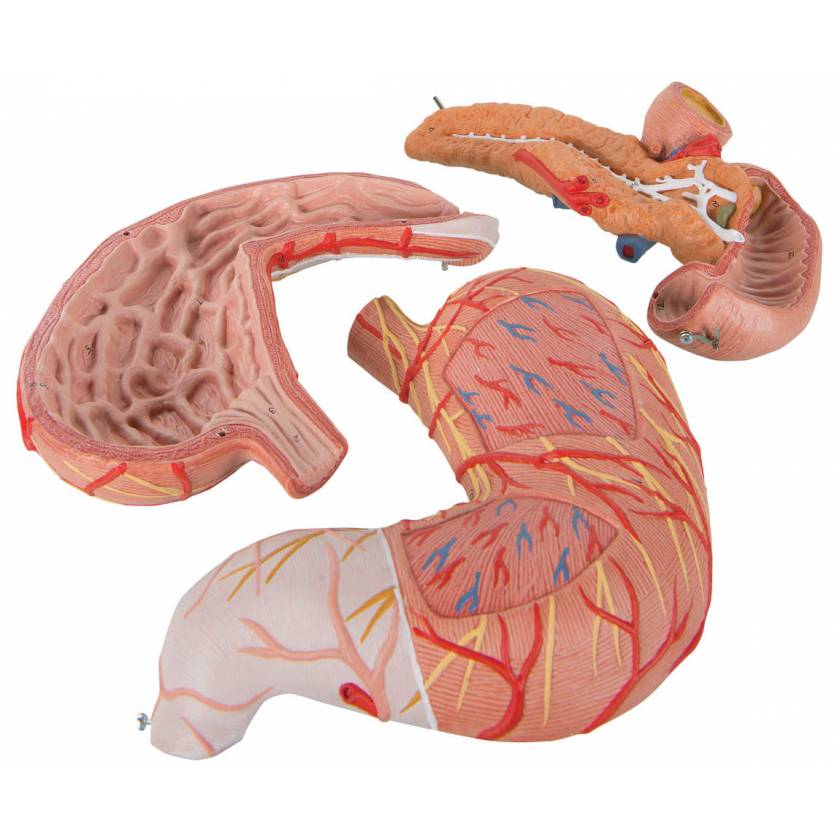 Stomach Model 3 Part 3B Scientific K16