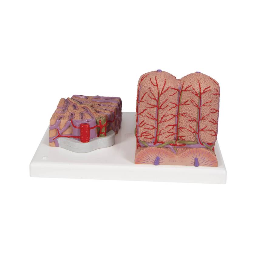 3B Scientific K24 MICROanatomy Liver Model