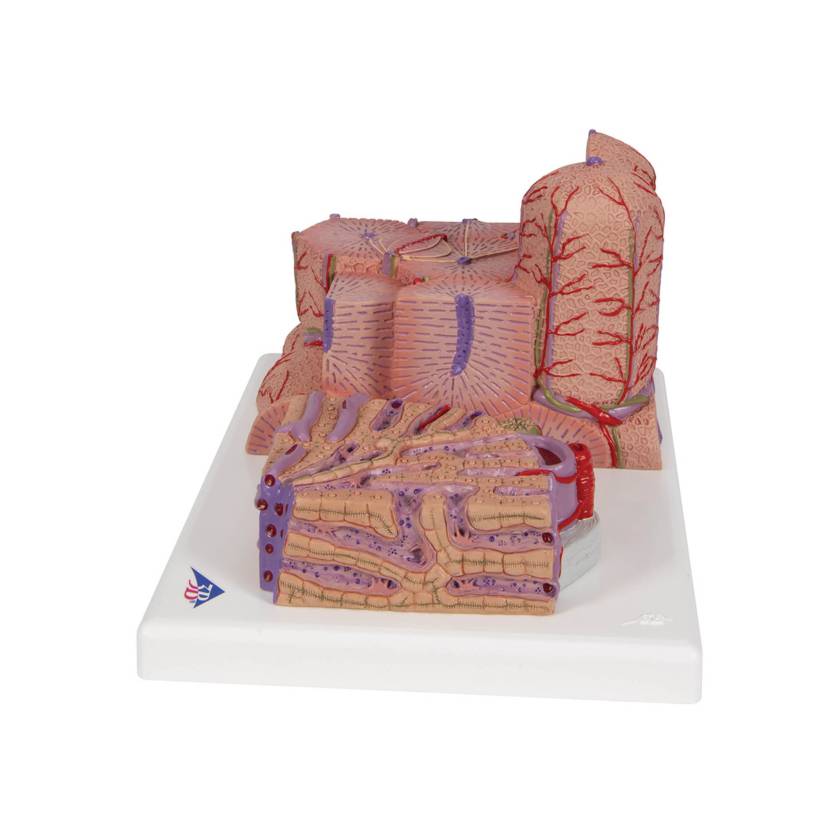 3B Scientific K24 MICROanatomy Liver Model
