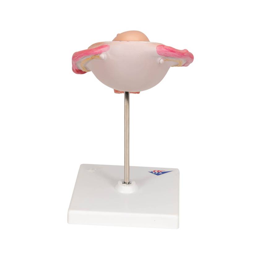 3B Scientific L10-5 Fifth Month Fetus Breech Position Model