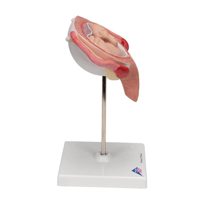 3B Scientific L10-6 Fifth Month Fetus Transverse Lie Model