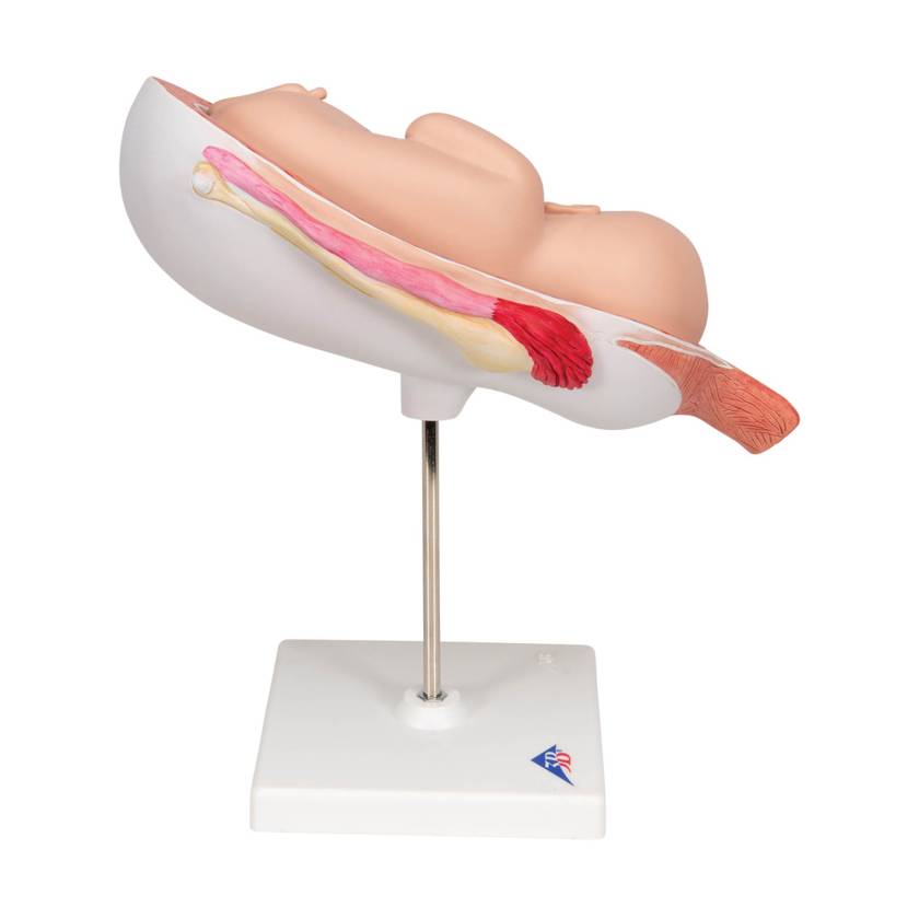 3B Scientific L10-8 Seventh Month Fetus Model