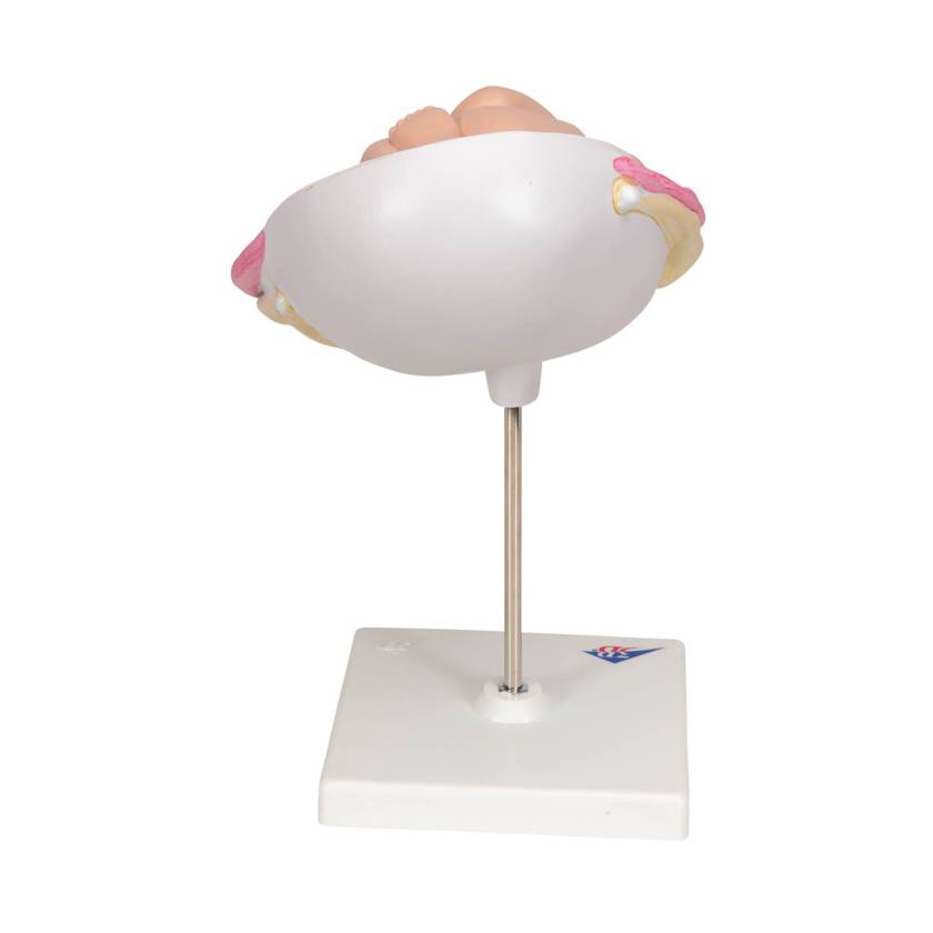 3B Scientific L10-8 Seventh Month Fetus Model