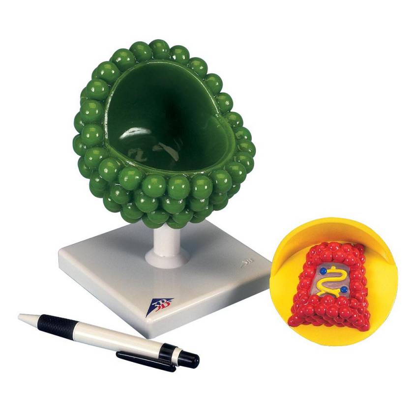 3B Scientific L40 AIDS Virus Model