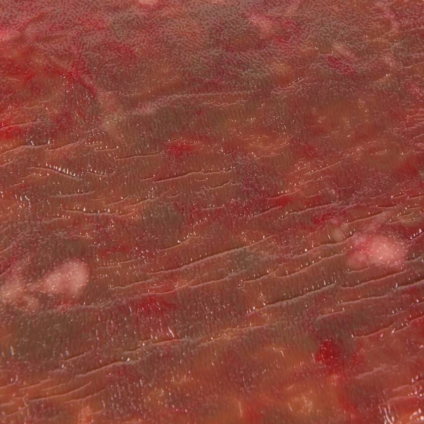 Life/form LF00725D Simulated Individual Burn Roll - 3rd Degree - 7x10