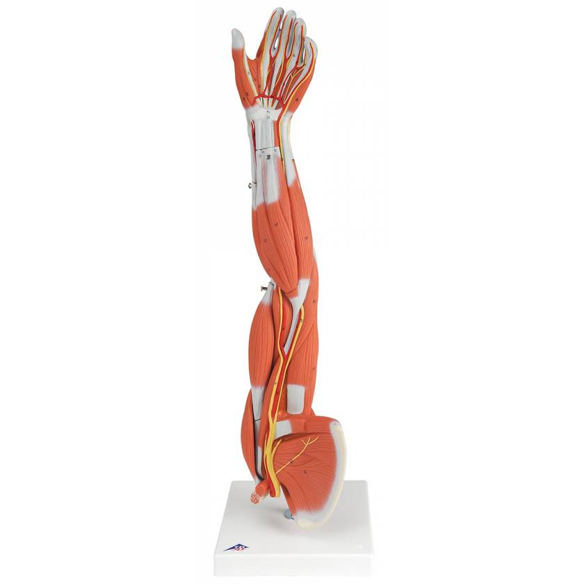 3B Scientific M10 Muscles of the Left Arm Model 6-Part 3/4 Life-Size