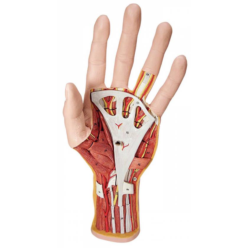 3B Scientific M18 Internal Hand Structure Model 3-Part