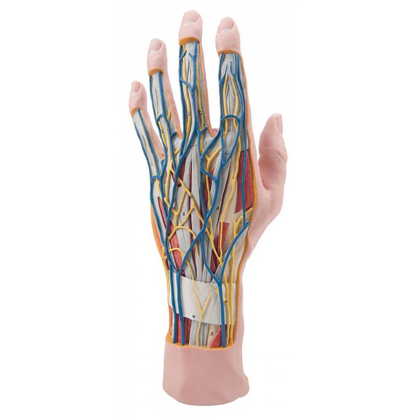 3B Scientific M18 Internal Hand Structure Model 3-Part