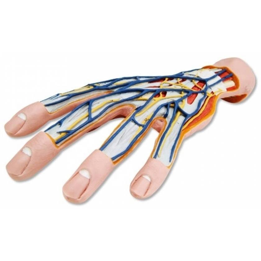 3B Scientific M18 Internal Hand Structure Model 3-Part
