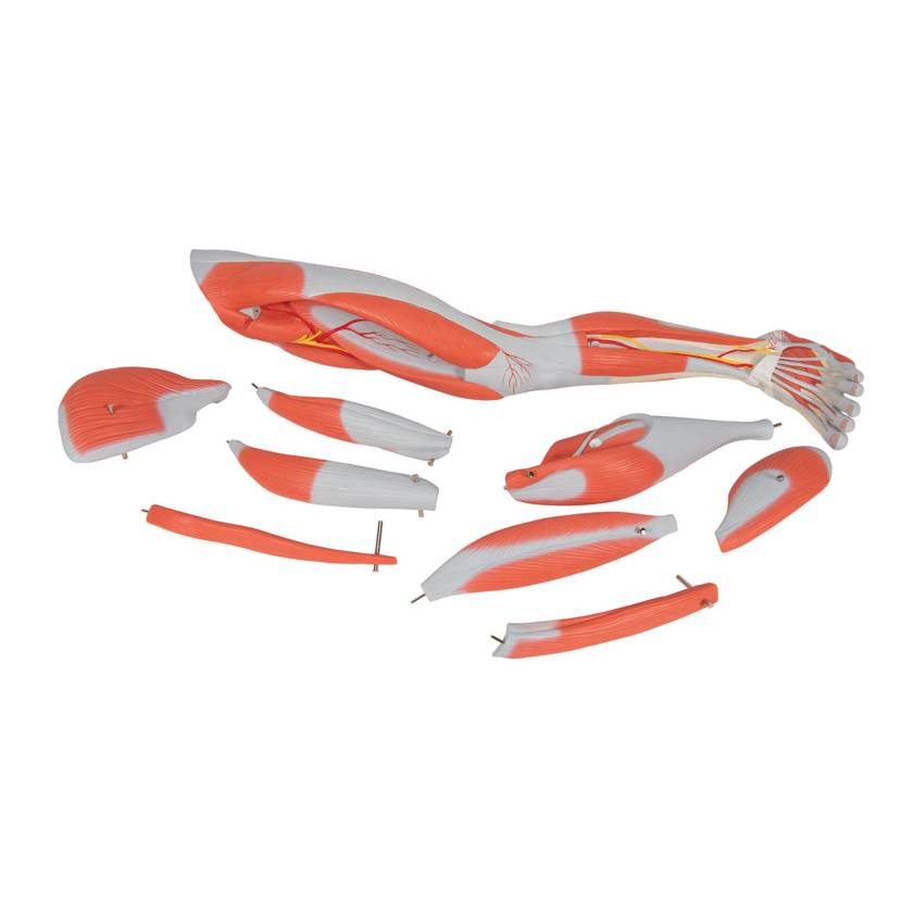3B Scientific M20 Muscles of the Left Leg Model 9-Part 3/4 Life-Size