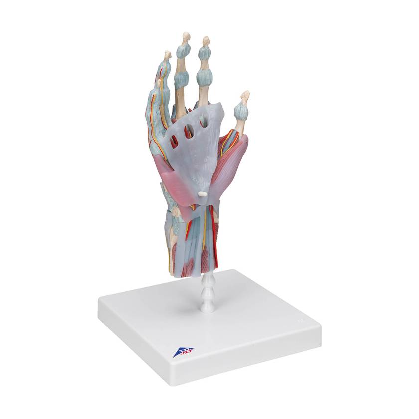 3B Scientific M33-1 Hand Skeleton with Ligaments and Muscles Model