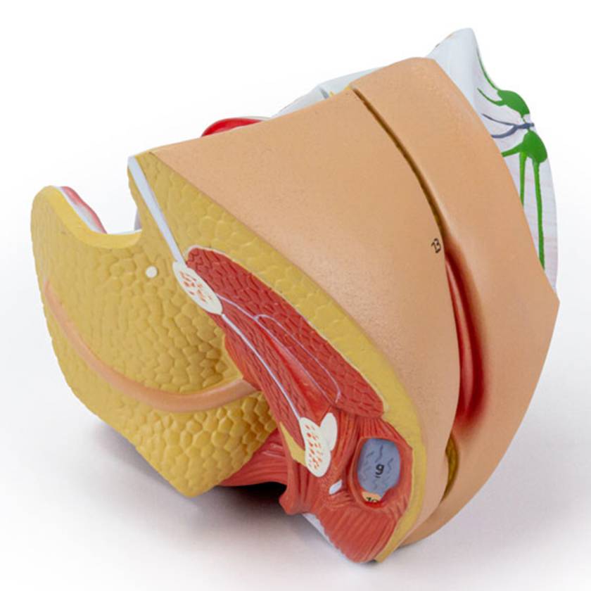 Nasco MG29948 Female Genital Organ Model, 4 Parts
