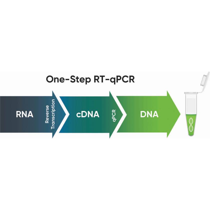 Accuris PR2121 qMAX Probe One-Step RT-qPCR Kits High/Low/No Rox