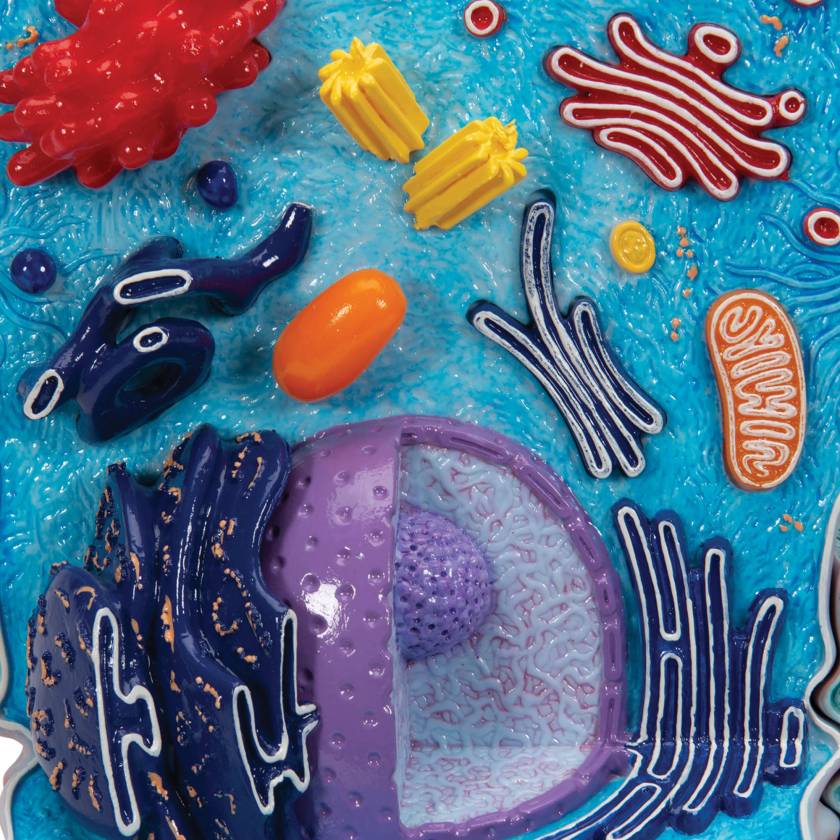 3B Scientific R04 The Animal Cell Model