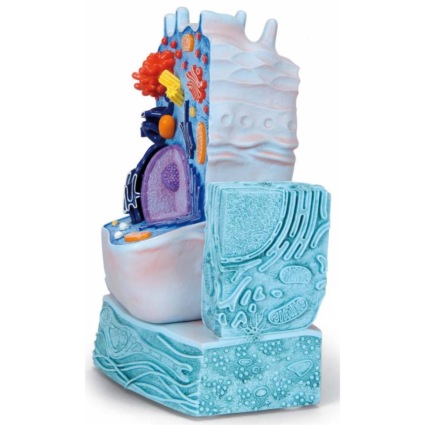 3B Scientific R04 The Animal Cell Model