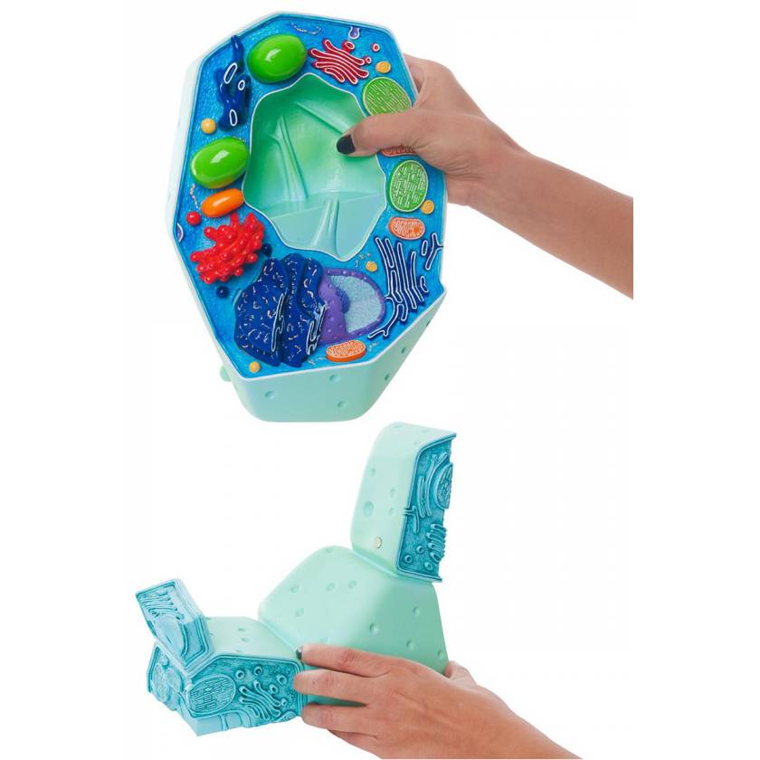 3B Scientific R05 Magnified Plant Cell Model