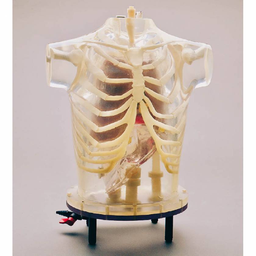 RSD Heart/Thorax Phantom