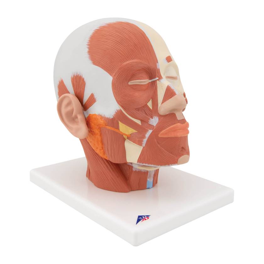 3B Scientific VB127 Head and Neck Musculature Model