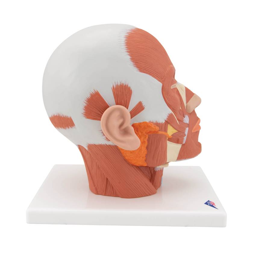 3B Scientific VB127 Head and Neck Musculature Model