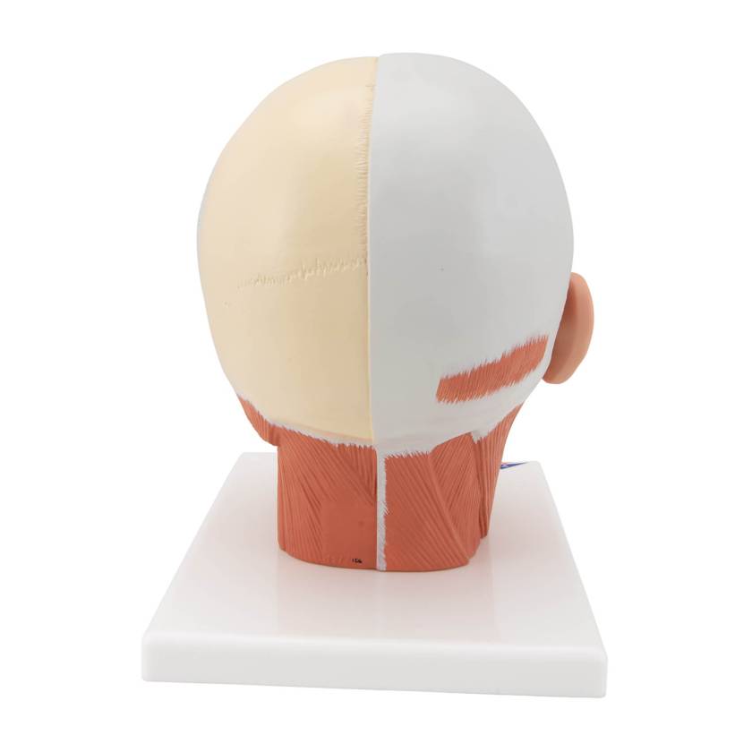 3B Scientific VB127 Head and Neck Musculature Model