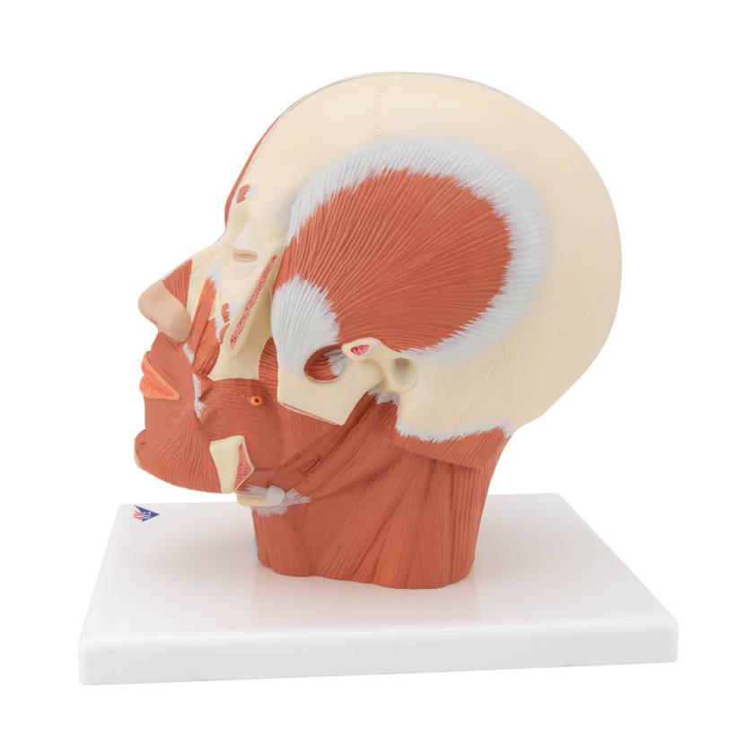 3B Scientific VB127 Head and Neck Musculature Model