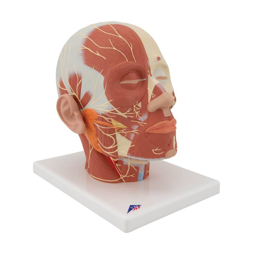 3B Scientific VB129 Head and Neck Musculature with Nerves