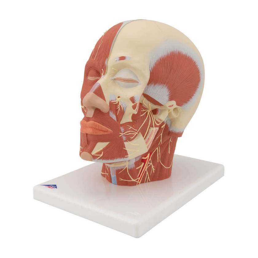 3B Scientific VB129 Head and Neck Musculature with Nerves