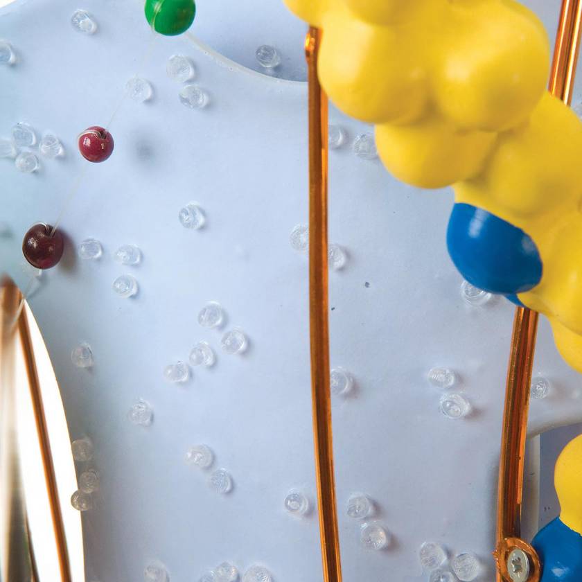 3B Scientific VL650 Glass Human Cell 40000 Times Life-Size