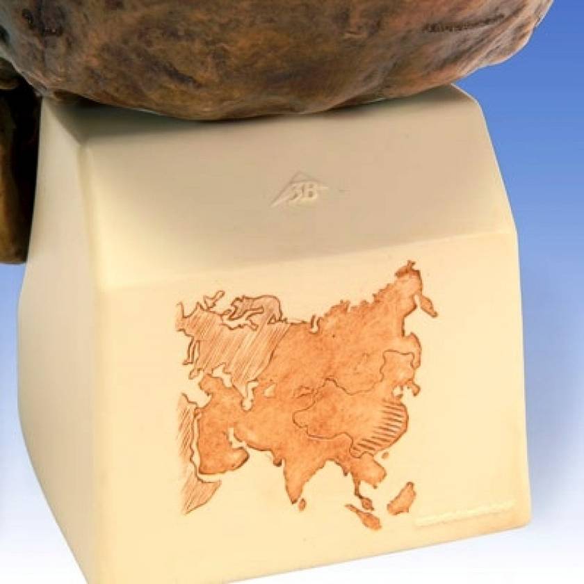 3B Scientific VP750-1 Anthropological Skull Model Sinanthropus