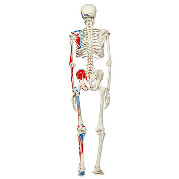 3B Scientific A11 Max the Muscle Skeleton on Pelvic Mounted Stand