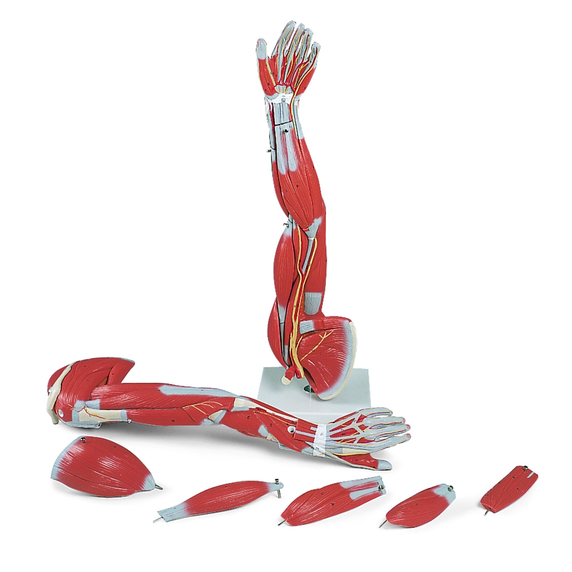3B Scientific M10 Muscles of the Left Arm Model 6-Part 3/4 Life-Size