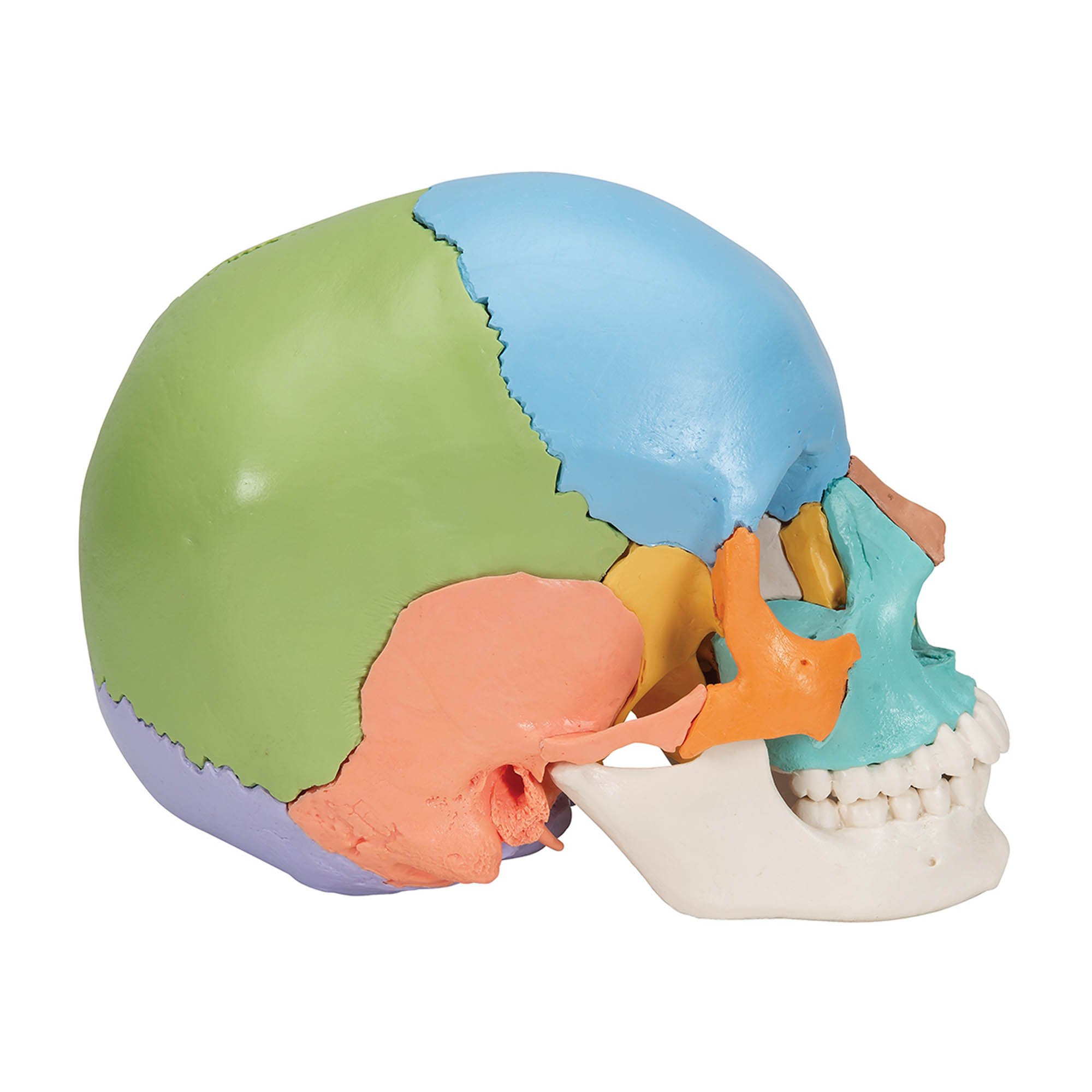 3B Scientific A291 Didactic Color Coded Human Skull 3B Smart Anatomy