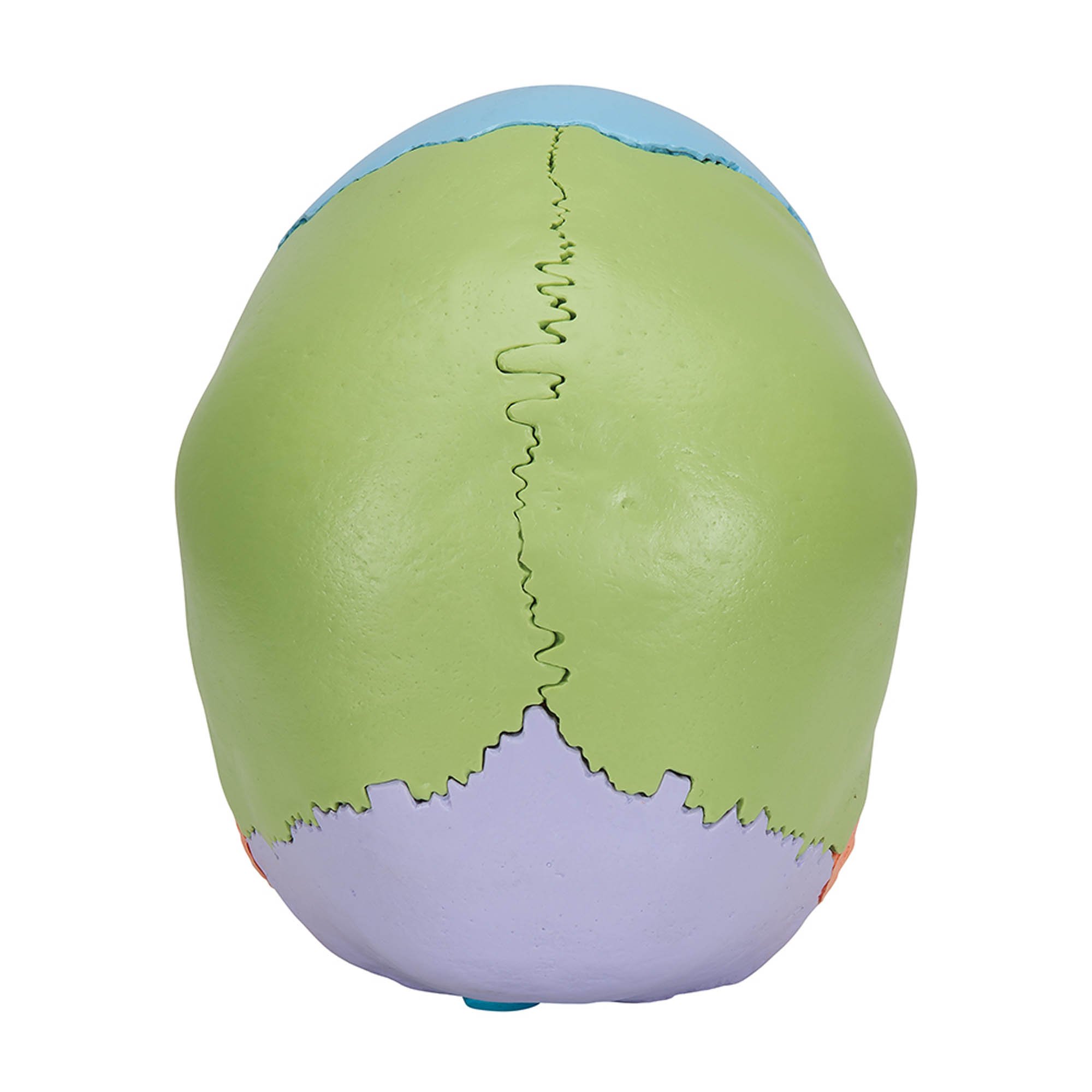 3B Scientific A291 Didactic Color Coded Human Skull 3B Smart Anatomy