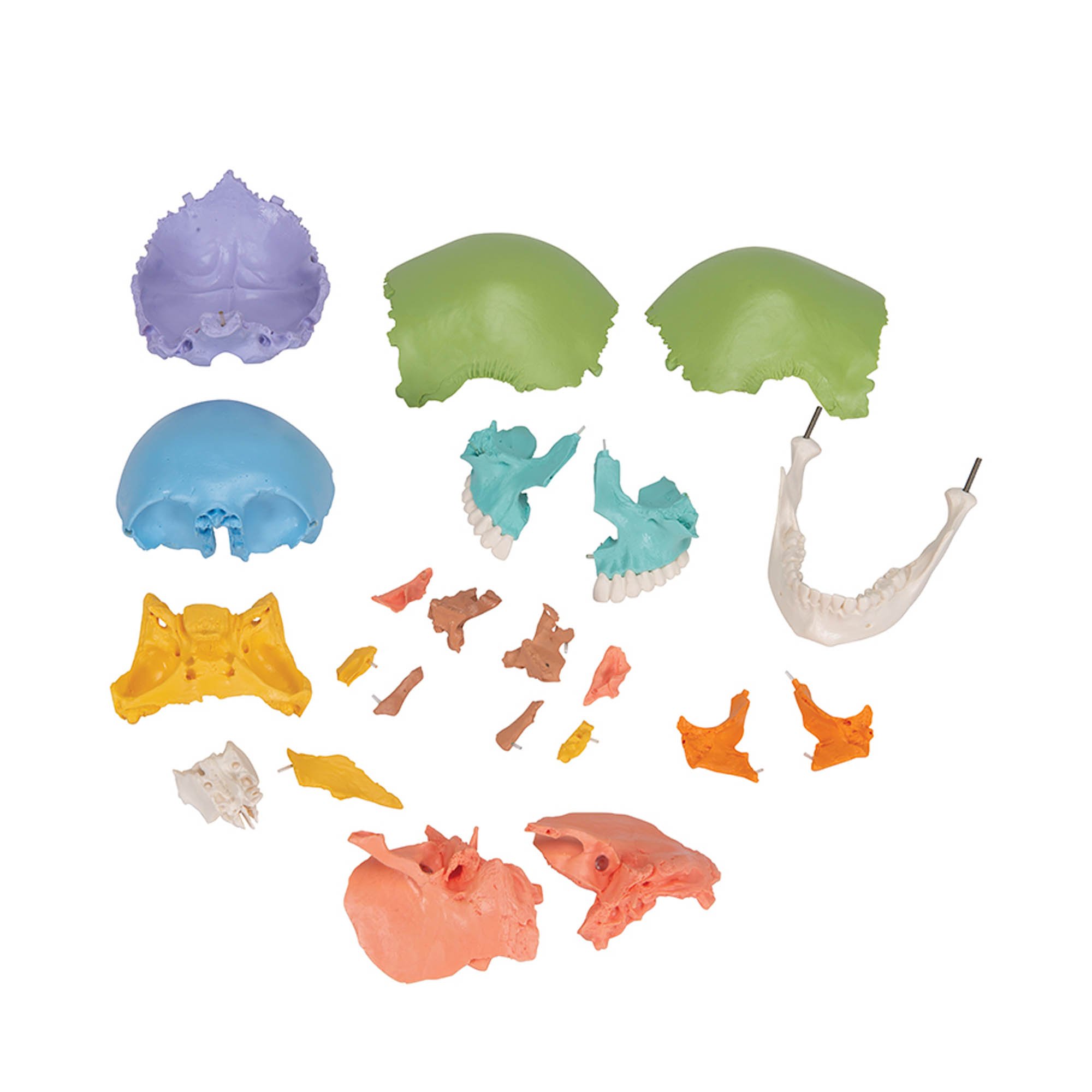 3B Scientific A291 Didactic Color Coded Human Skull 3B Smart Anatomy