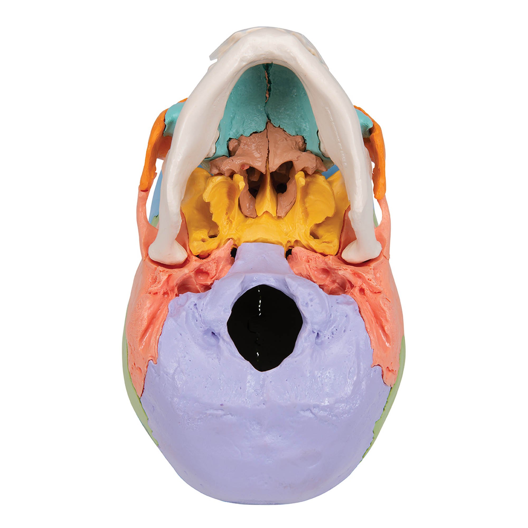 3B Scientific A291 Didactic Color Coded Human Skull 3B Smart Anatomy