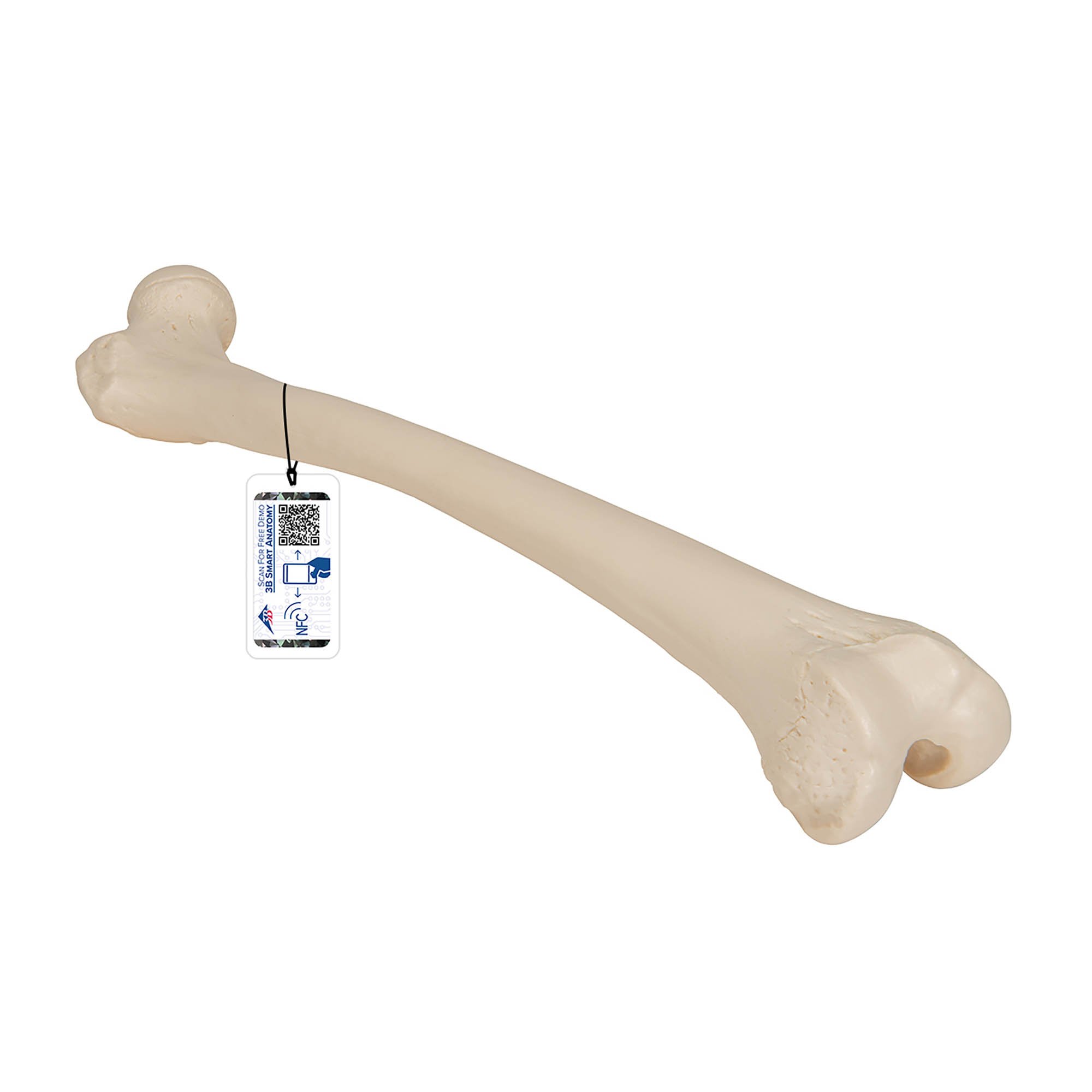 3B Scientific Leg Bone Models