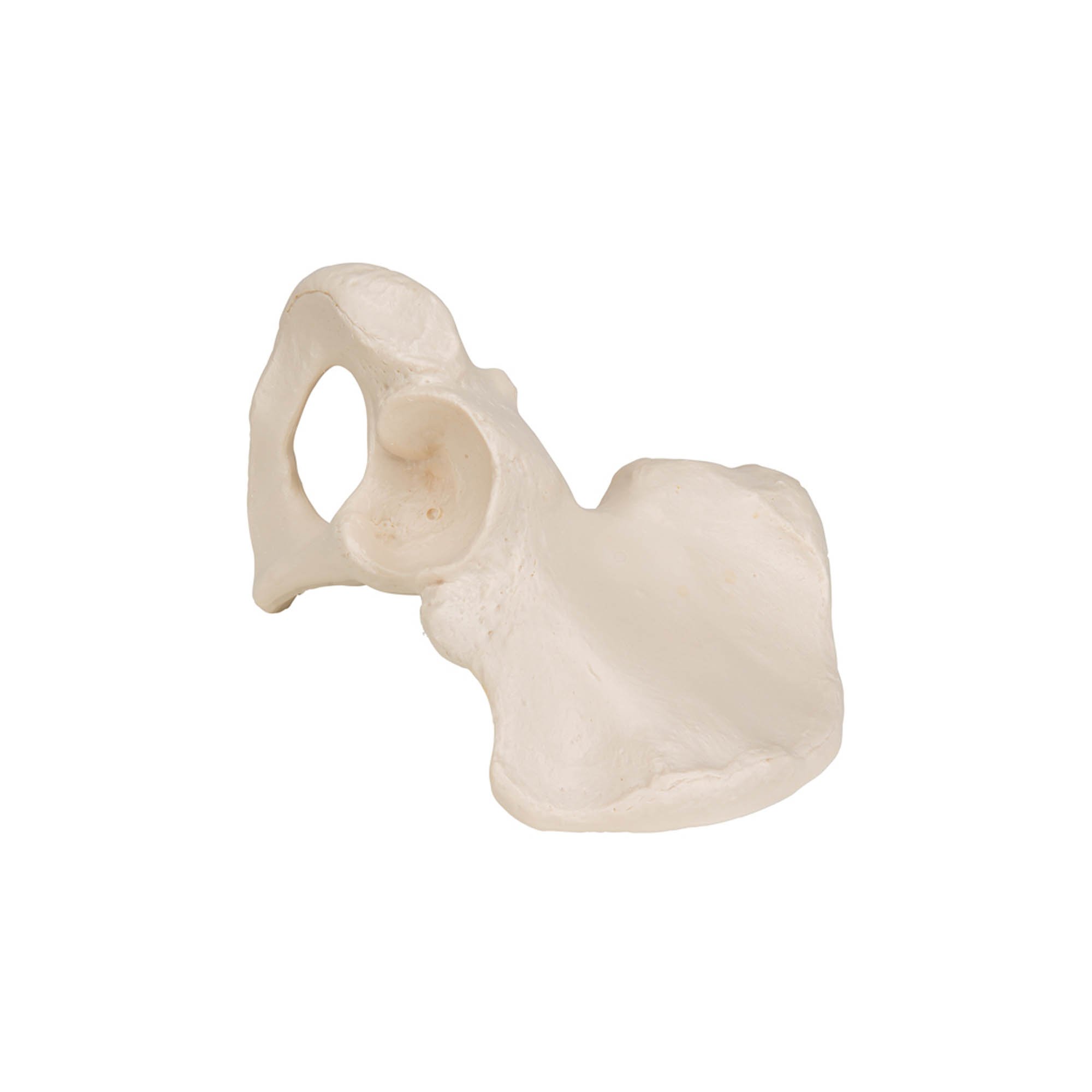 3B Scientific A35-5L Individual Hip Bone Model